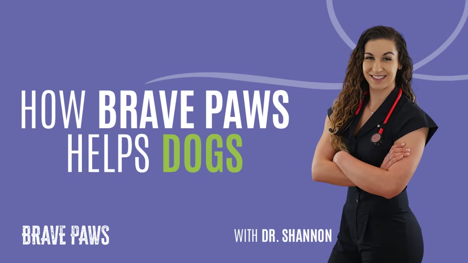 Brave Paws Daily Anxiety & Stress Support For Dogs